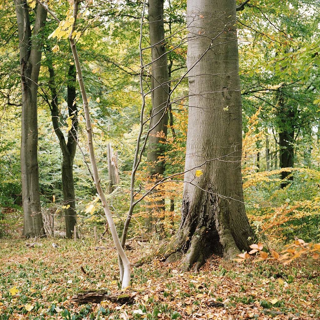 Baum Bilder Download | Baumfotos | Wald Fotografie