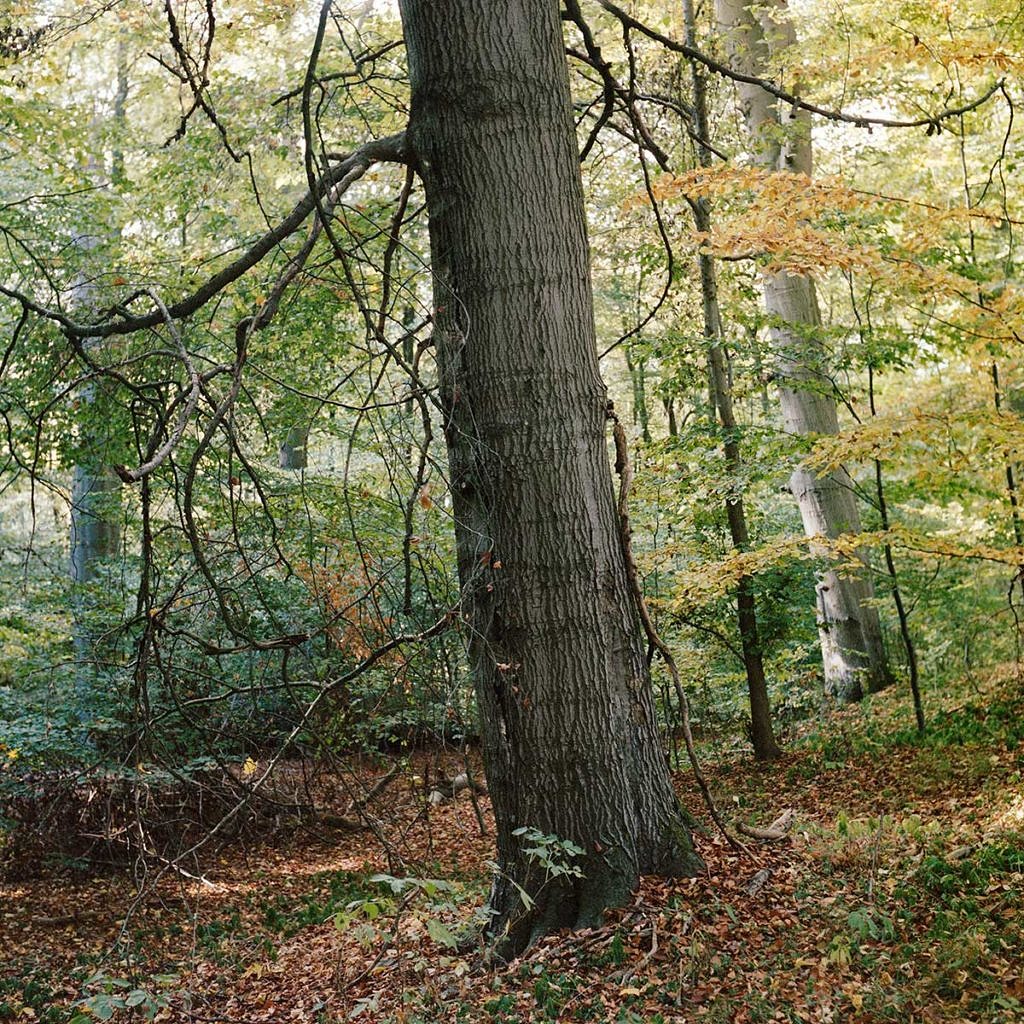 Baum Bilder Download | Baumfotos | Wald Fotografie