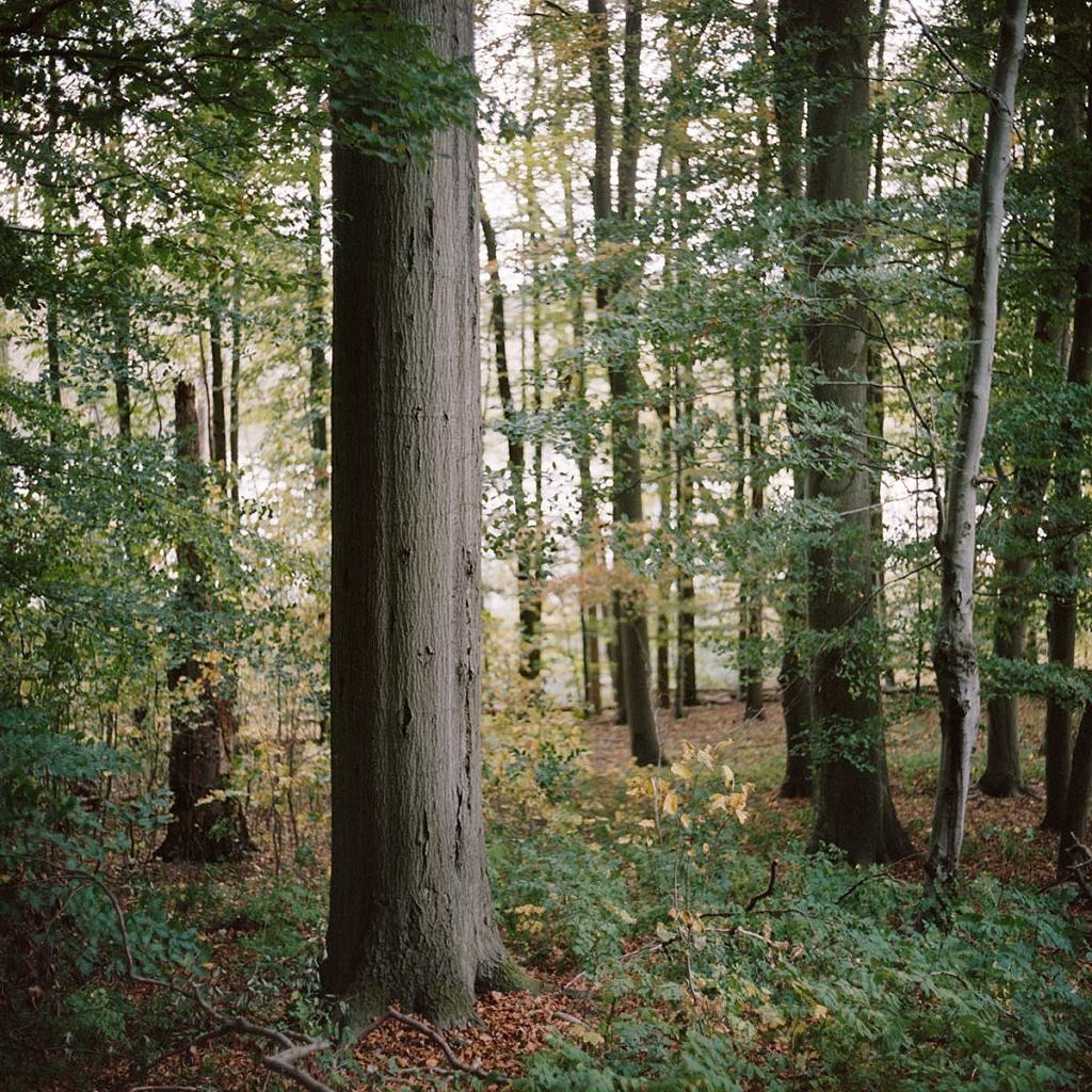 Baum Bilder Download | Baumfotos | Wald Fotografie