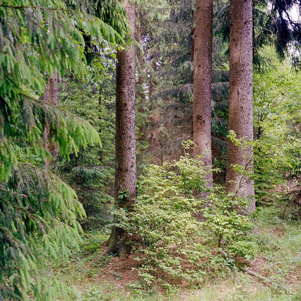 Fichte Baum Bild 02 | Wald-Fotografie